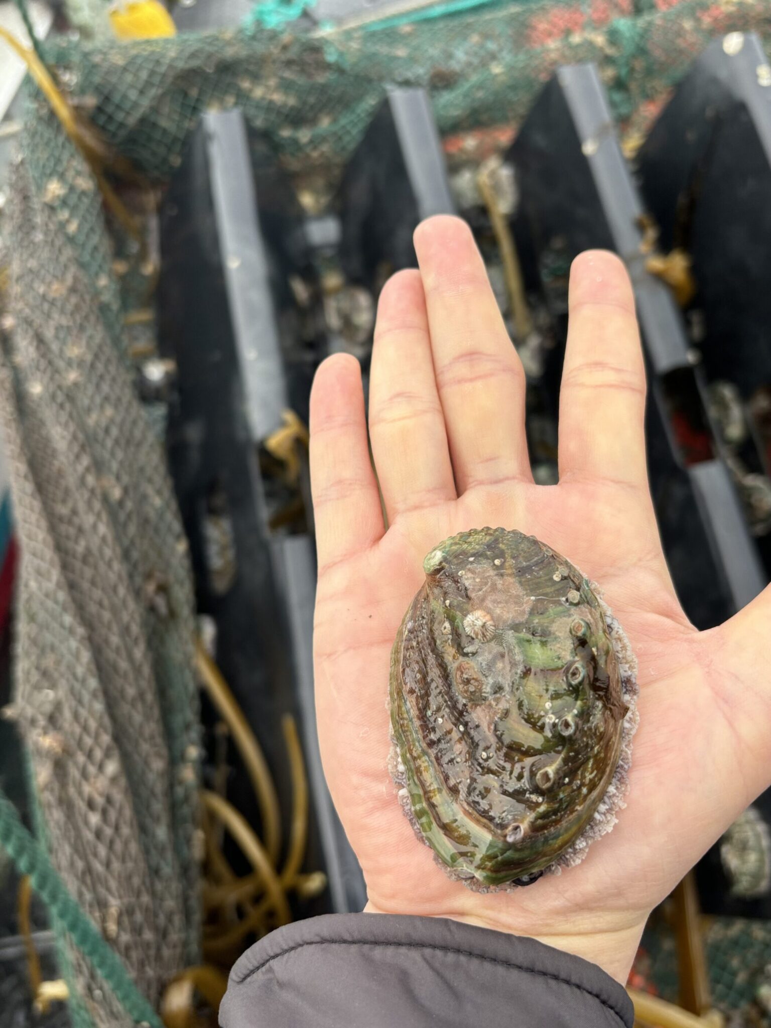 The Beating Heart of ASC Certified Abalone Farming in South Korea - ASC ...